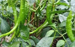 青尖椒辣不辣_青尖椒怎么保存