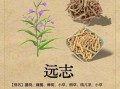 远志的功效与作用是什么_远志怎么吃效果最好