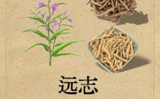 远志的功效与作用是什么_远志怎么吃效果最好