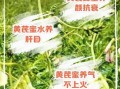 黄芪蜂蜜的功效与作用_适合哪些人吃