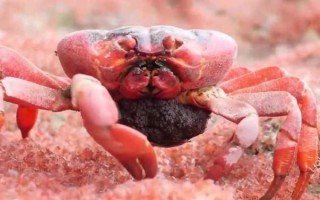 澳洲红蟹怎么处理毒素_红蟹毒素去除方法