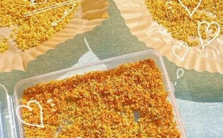 新鲜桂花怎么晒干_干桂花怎么做不变色