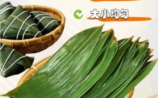哪种粽叶包粽子最好_新鲜粽叶和干粽叶哪个更香
