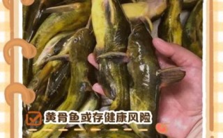 黄骨鱼哪些人不能吃_黄骨鱼禁忌人群