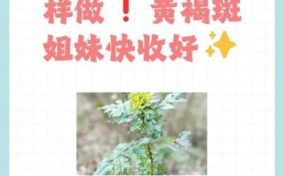 白芷祛斑怎么用_白芷祛斑具体方法