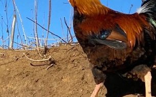 大骨鸡怎么做好吃_大骨鸡产地在哪里