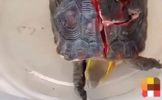 养的乌龟死了会倒霉吗_乌龟死了风水怎么办