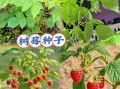 树莓怎么种_树莓种植技术视频