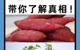 番薯发芽能吃吗_有毒吗