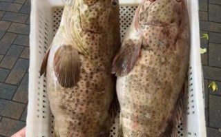 野生石斑鱼多少钱一斤_野生石斑鱼怎么做好吃