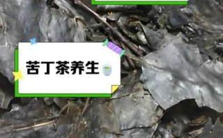 苦丁茶能减肥吗_苦丁茶减肥的正确喝法