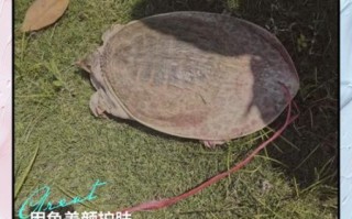 甲鱼功效作用有哪些_吃甲鱼真的能滋阴补肾吗