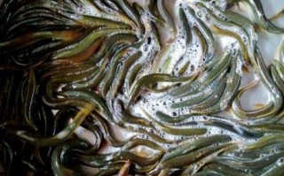 野生泥鳅图片_如何辨别野生泥鳅