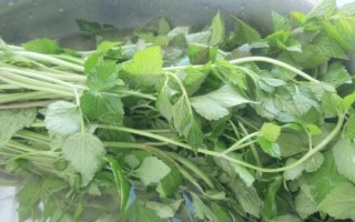 野水芹菜降血压吗_野水芹菜怎么吃最好