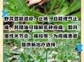 野芫荽的功效与作用_野芫荽怎么吃最好