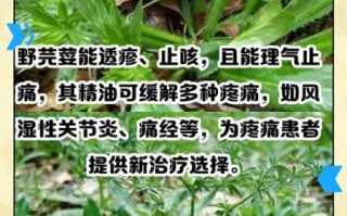 野芫荽的功效与作用_野芫荽怎么吃最好