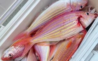 红衫鱼是什么鱼_红衫鱼多少钱一斤