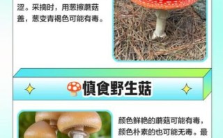 去山上捡蘑菇的诀窍_如何分辨毒蘑菇