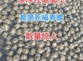 福寿螺到底有多可怕_福寿螺的危害有哪些