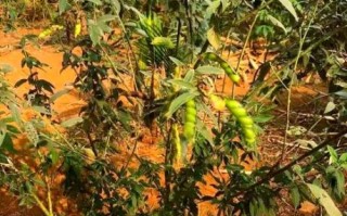 木豆图片_木豆长什么样