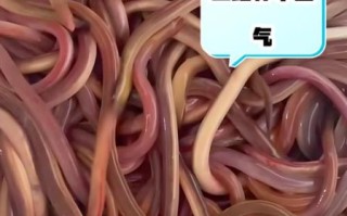 鳝鱼血的功效与作用_鳝鱼血的做法大全