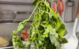 生鱼汤怎么做最有营养_生鱼汤去腥技巧