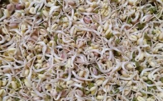 绿豆芽放了3天还能吃吗_吃了会中毒吗