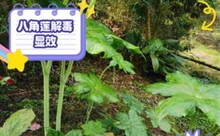 八角莲的功效与作用_八角莲能治什么病