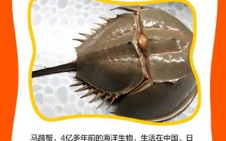 马蹄蟹是保护动物吗_马蹄蟹和鲎的区别