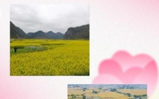 养100只鹅一年利润_养鹅成本与收益分析