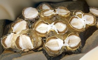 干竹荪蛋怎么泡发_干竹荪蛋炖汤的做法