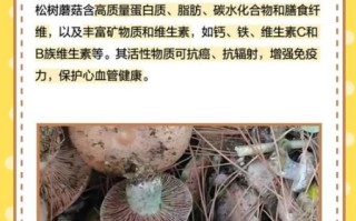 松树蘑菇图片大全_如何分辨可食用品种