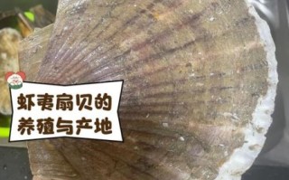 虾夷扇贝和扇贝的区别_哪个更好吃
