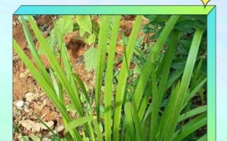 菖蒲怎么养_菖蒲叶子发黄怎么办