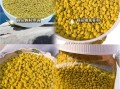 油菜花粉能提高性功能吗_油菜花粉对男性性功能作用