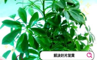 鹅掌柴怎么养_鹅掌柴多久浇一次水