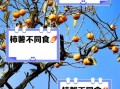 树柿子不能和什么一起吃_树柿子相克食物