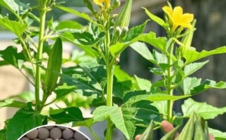 秋葵种子怎么催芽_秋葵种子种植方法