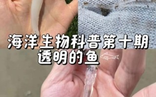 面条鱼是海鱼还是淡水鱼_面条鱼生长环境揭秘