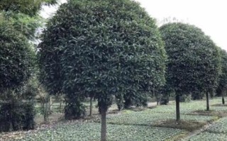 桂花树价格多少钱一棵_桂花树价格影响因素