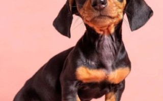 小腊肠犬多少钱一只_纯种与串串价格差多少