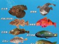 海鱼大全图片和名字_如何快速识别常见海鱼