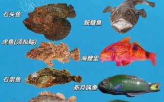 海鱼大全图片和名字_如何快速识别常见海鱼