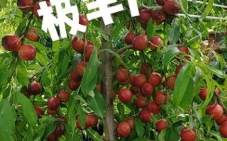 白油桃怎么挑选_白油桃和黄油桃区别