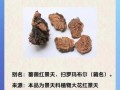 红景天有哪些功效与作用_红景天适合什么人吃