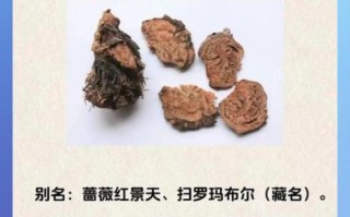 红景天有哪些功效与作用_红景天适合什么人吃