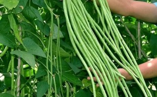 豇豆子怎么保存_豇豆子图片大全