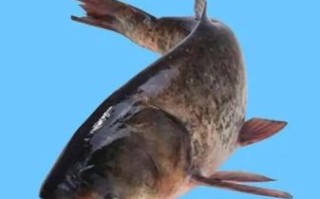 花鲢鱼价格一斤多少钱_花鲢鱼最新行情