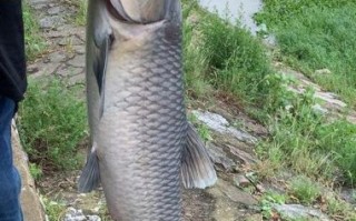 青鱼图片_青鱼长什么样