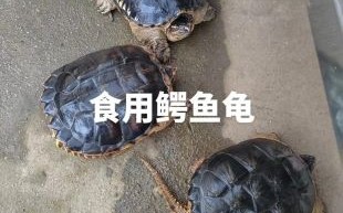鳄鱼龟吃什么食物_鳄鱼龟可以吃什么蔬菜